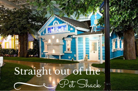 Straight out of the Pet Shack - Inventionland